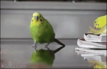 Bird Gifs: Free Download [100+]
