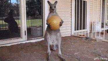 Hilarious Kangaroo Catch: Animated Golf Ball Fumble!