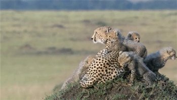 [40+] Cheetah Gifs