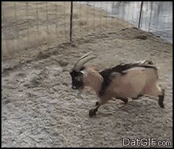 Goat Gifs