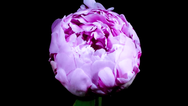 Download Nature Flower Gif