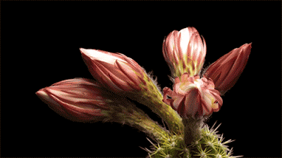 Download Nature Flower Gif - Gif Abyss