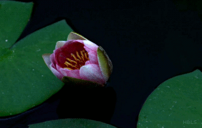 Download Nature Flower Gif
