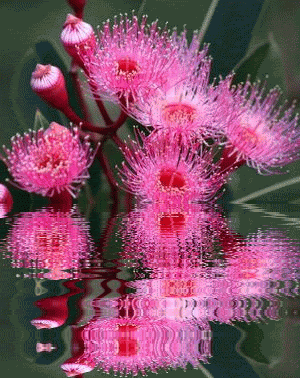 Download Artistic Flower Gif