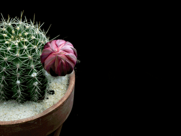 Download Nature Flower Gif