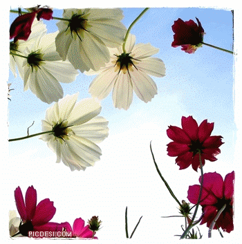Download Nature Flower Gif