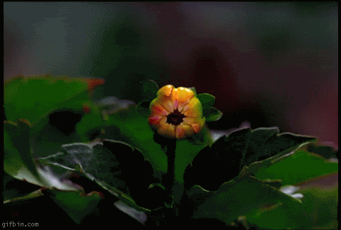 Download Nature Flower Gif