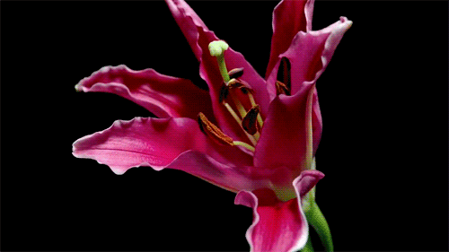 Download Nature Flower Gif