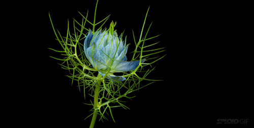 Download Nature Flower Gif - Gif Abyss