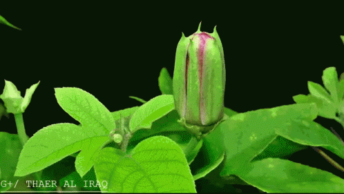 Download Nature Flower Gif - Gif Abyss