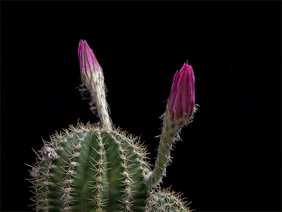 Download Nature Flower Gif