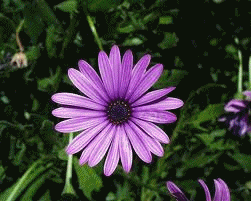 Flower Gif - Gif Abyss