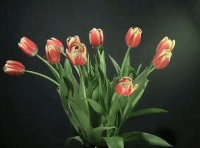 Flower Gif - Gif Abyss
