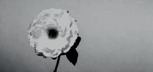 Wilting Flower Gif