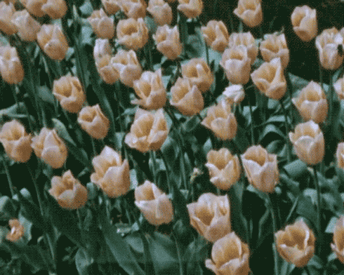 Download Nature Flower Gif