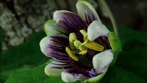 Download Nature Flower Gif