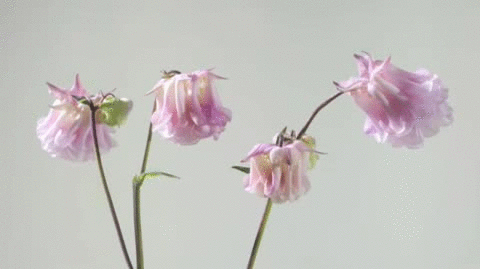 Flower Gif - Gif Abyss