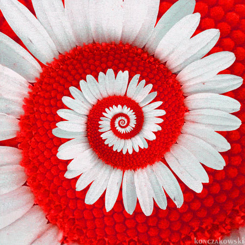 Download Artistic Flower Gif - Gif Abyss