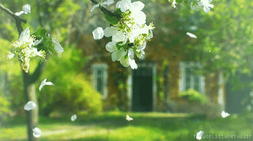 Download Nature Flower Gif