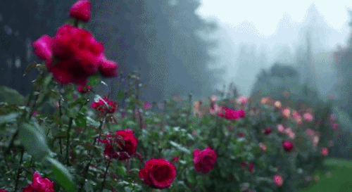 Download Nature Flower Gif - Gif Abyss