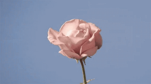 Download Nature Flower Gif