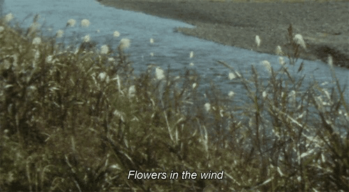 Flower Gif - Gif Abyss