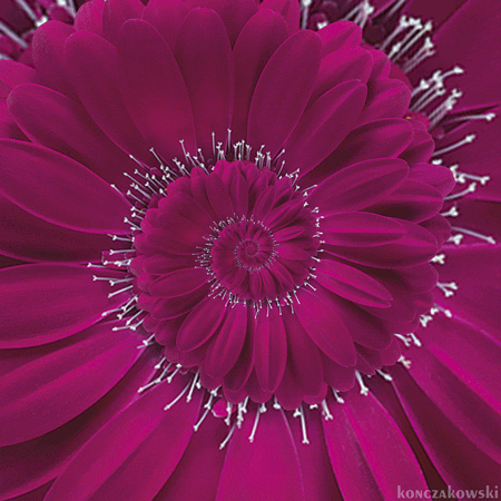 Download Artistic Flower Gif - Gif Abyss
