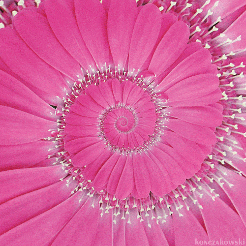 Download Artistic Flower Gif