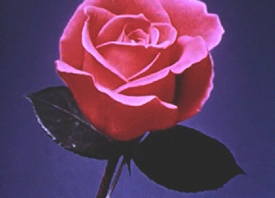 Download Nature Flower Gif