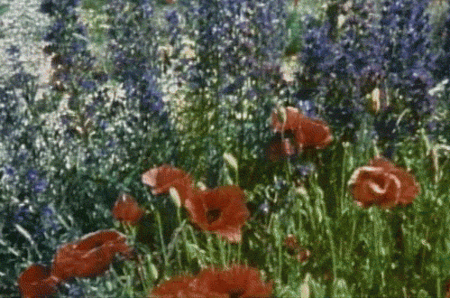 Download Nature Flower Gif - Gif Abyss