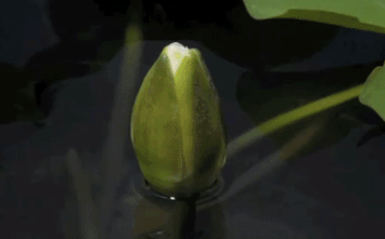 Animated Flower Growing Gif