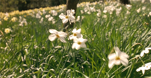 Download Nature Flower Gif - Gif Abyss