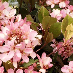 Flower Gif - Gif Abyss