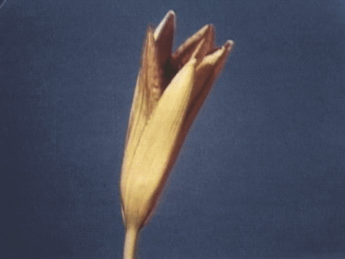 Download Nature Flower Gif