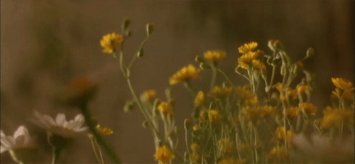 Download Nature Flower Gif