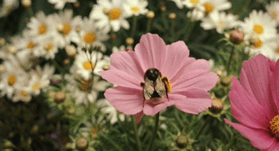 Download Artistic Flower Gif