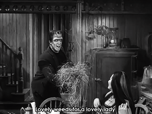 Download TV Show The Munsters Gif