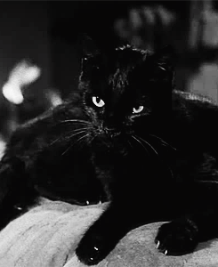 Download TV Show The Munsters Gif