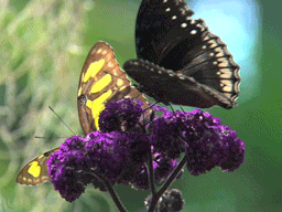 Butterfly Gif - Gif Abyss