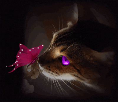 Download Glitter Artistic Butterfly Gif