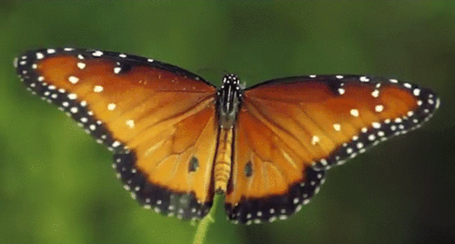 Download Animal Butterfly Gif