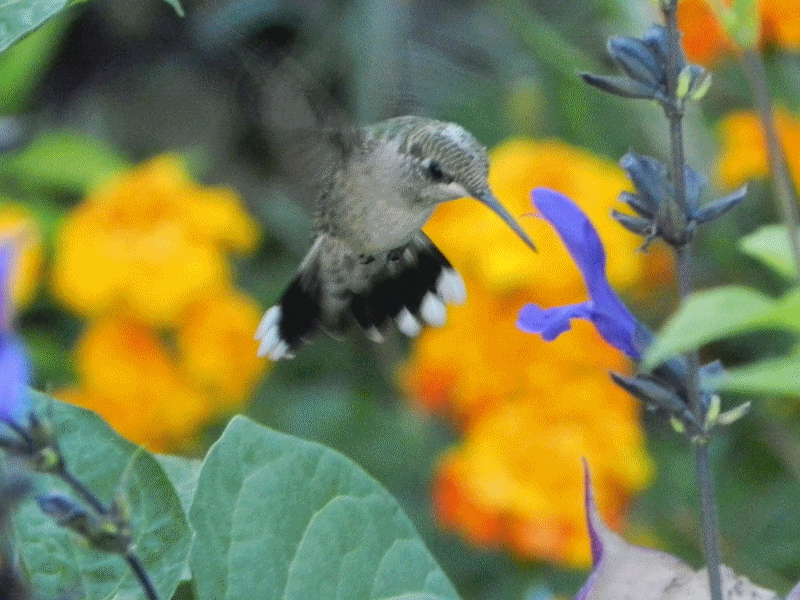 Hummingbird Gif - Gif Abyss