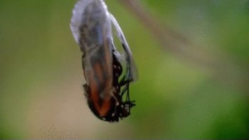 Download Animal Butterfly Gif - Gif Abyss