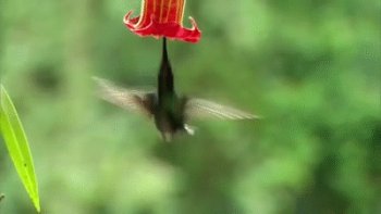 Download Animal Hummingbird Gif