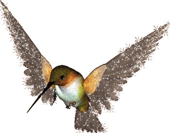Download Animal Hummingbird Gif
