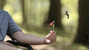 Download Animal Hummingbird Gif