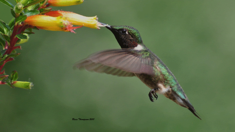 Hummingbird Gif - Gif Abyss
