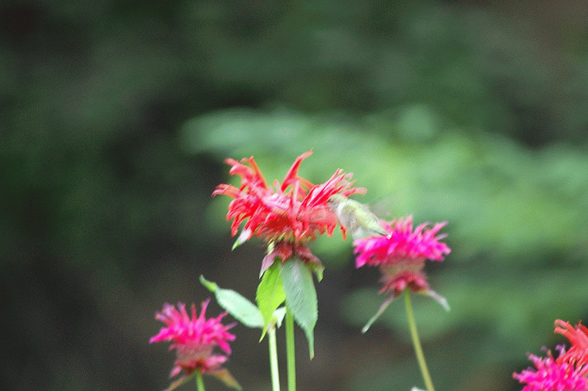 Hummingbird Gif - Gif Abyss