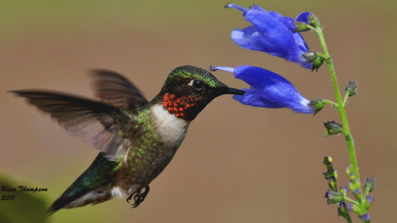 Download Animal Hummingbird Gif