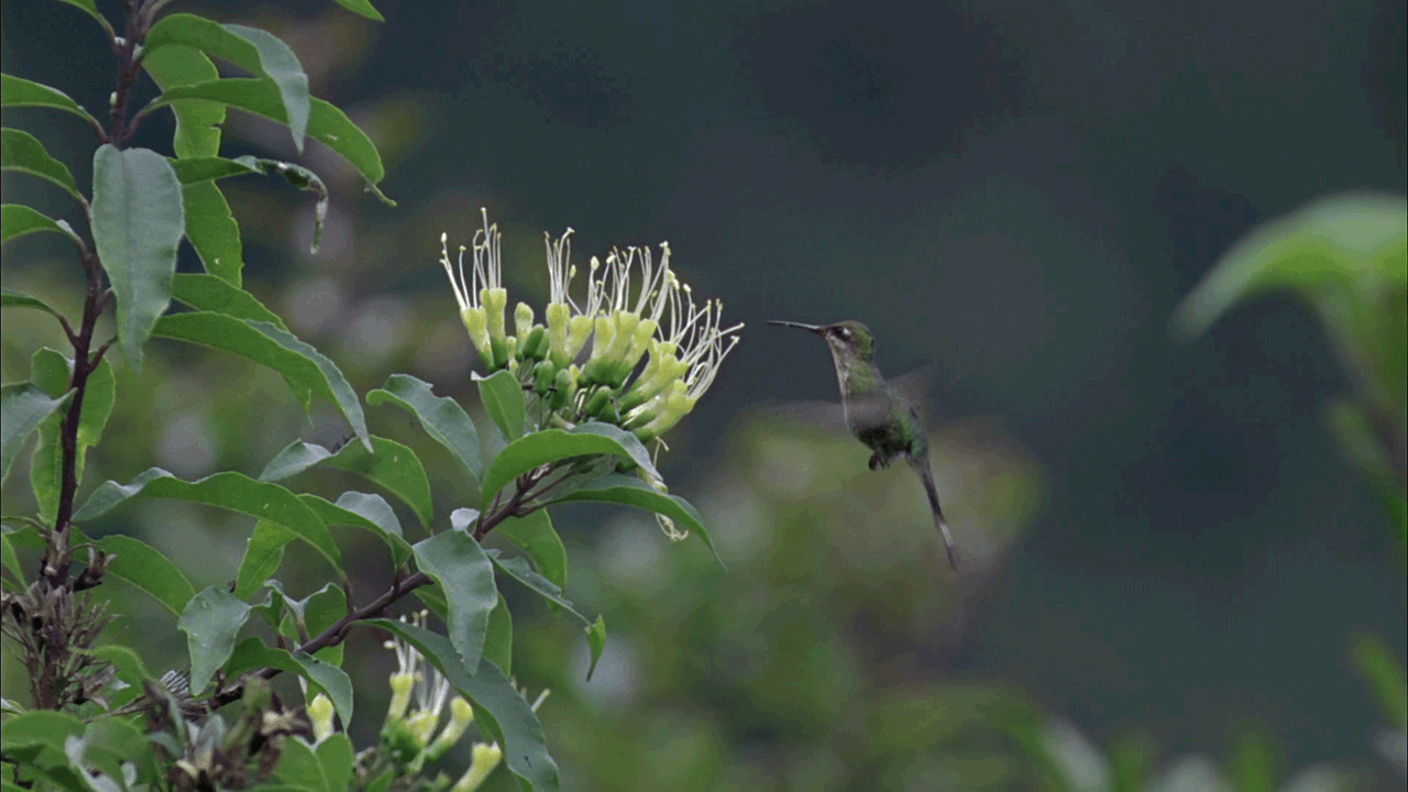 Download Animal Hummingbird Gif - Gif Abyss